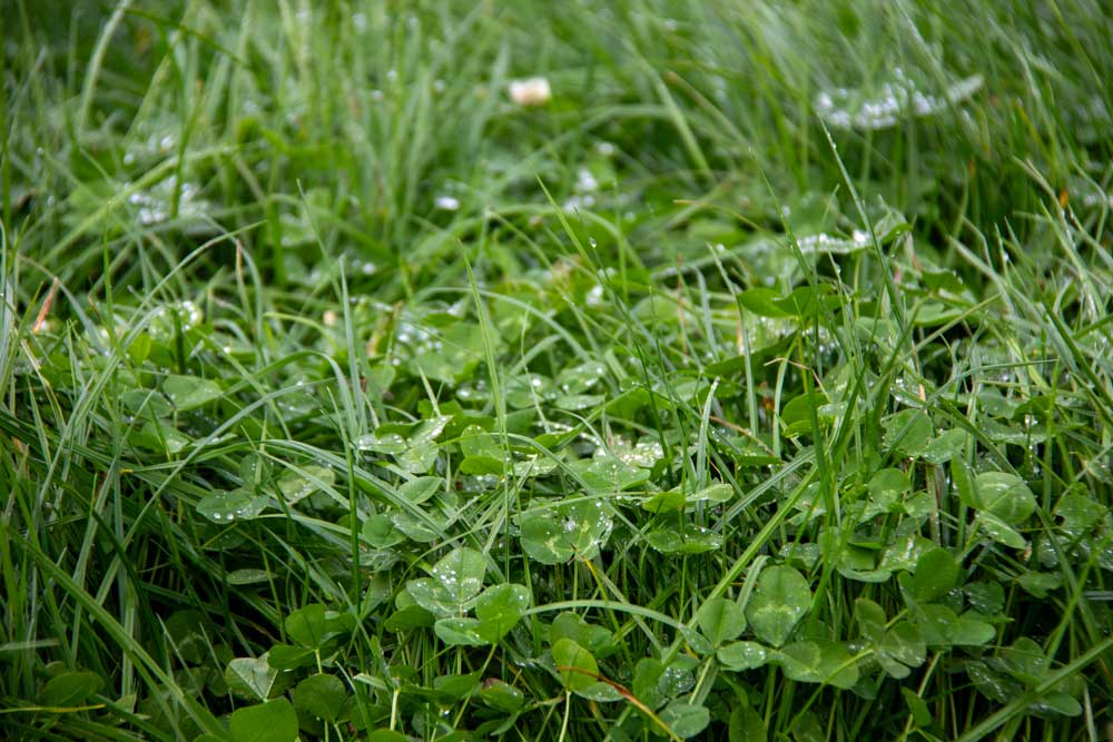 Benefits of Nitrogen and Sulphur in the Colder Months - The Growth Hub