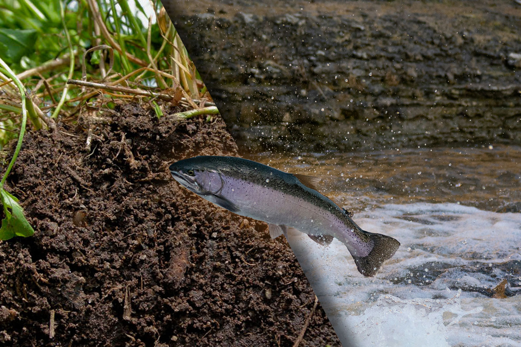 Do you ever find yourself thinking WTF? – “Why the Fish” - Tow and Fert ...