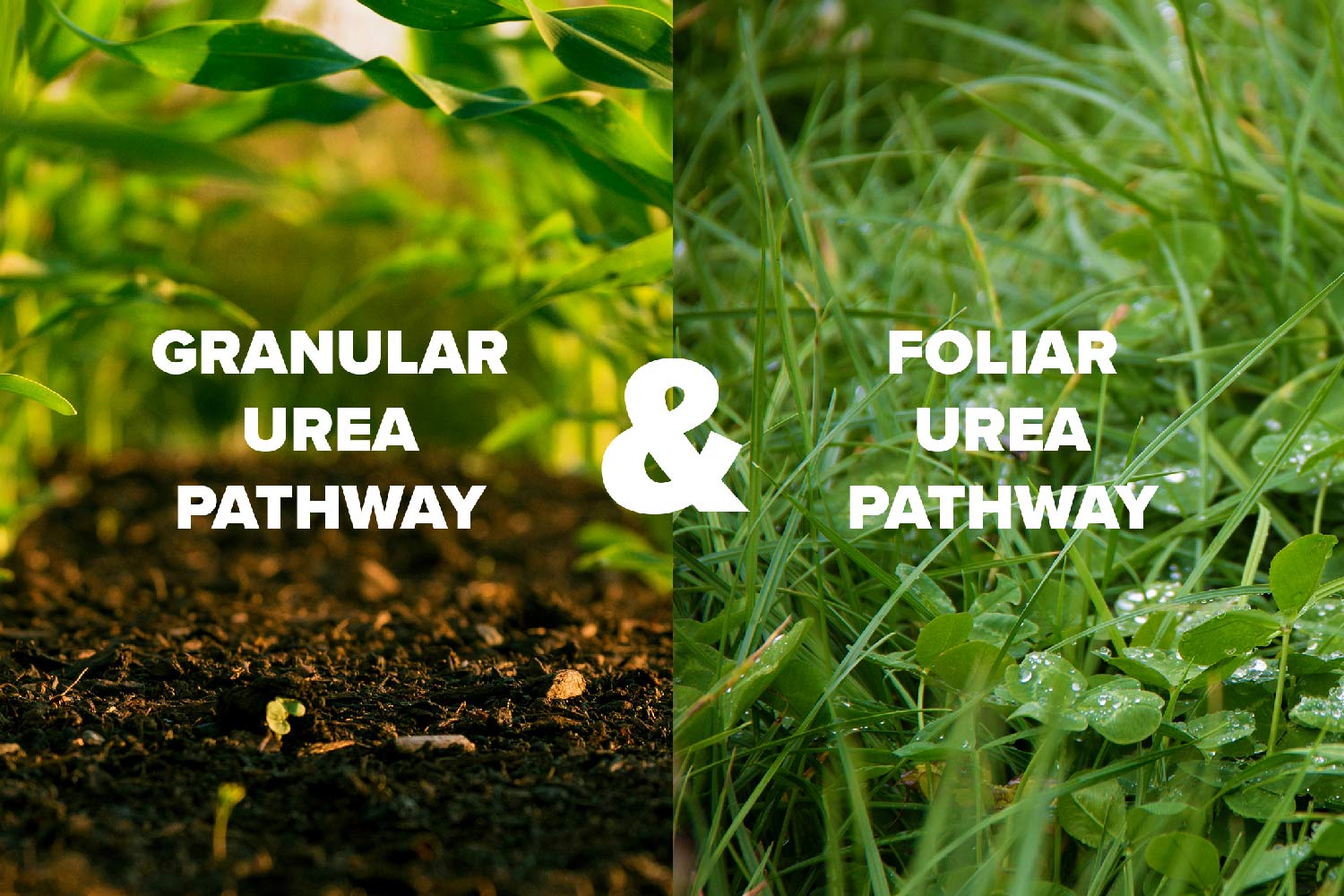 Urea Pathways Compared - Soil & Foliar Applied Urea - Tow and Fert ...